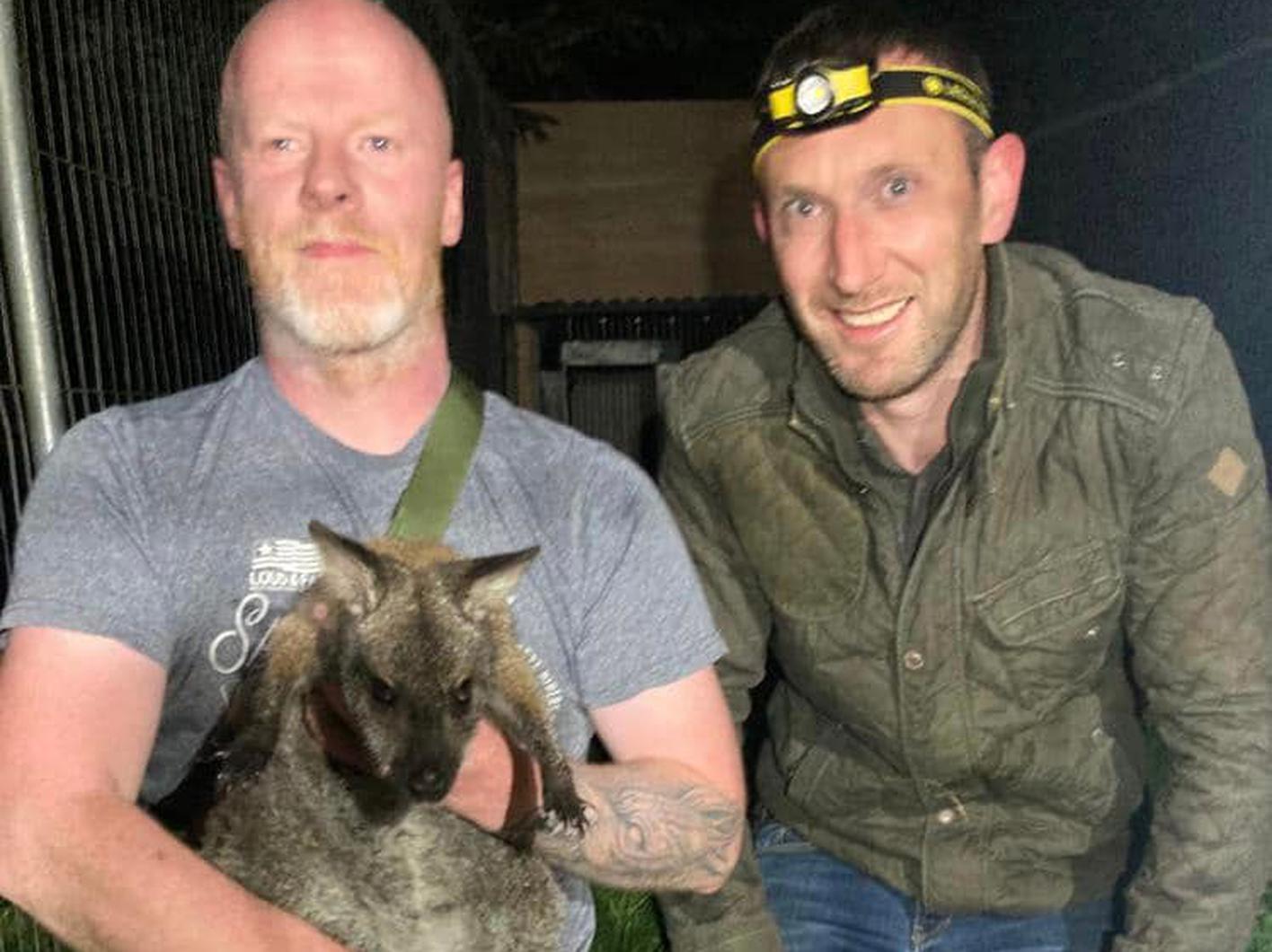 Winnie the wallaby welcomed home - The Irish World